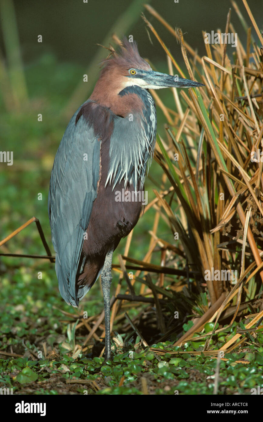Purple heron Ardea purpurea lake Boringo Kenya Stock Photo - Alamy