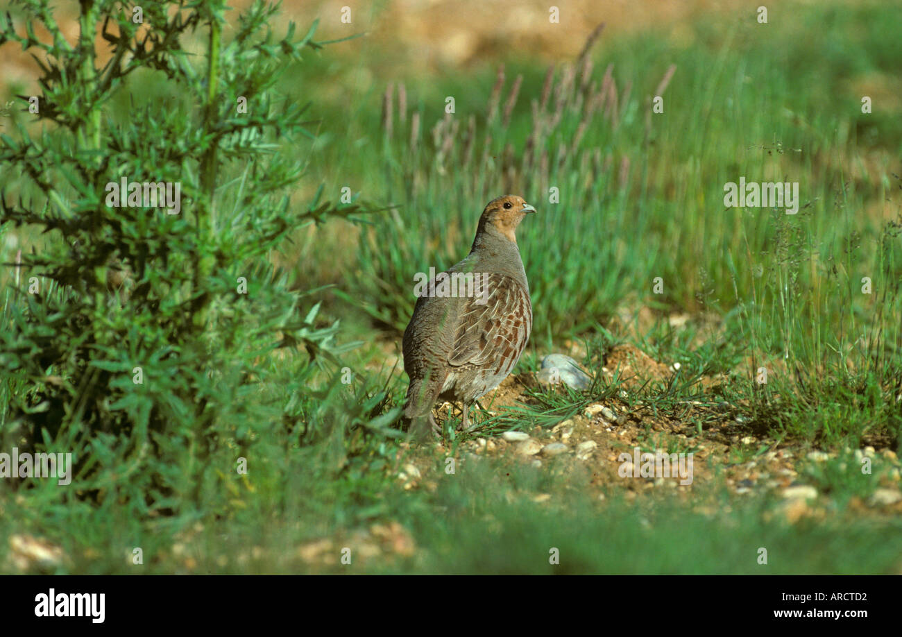 Grey Partridge Perdix perdix Stock Photo - Alamy