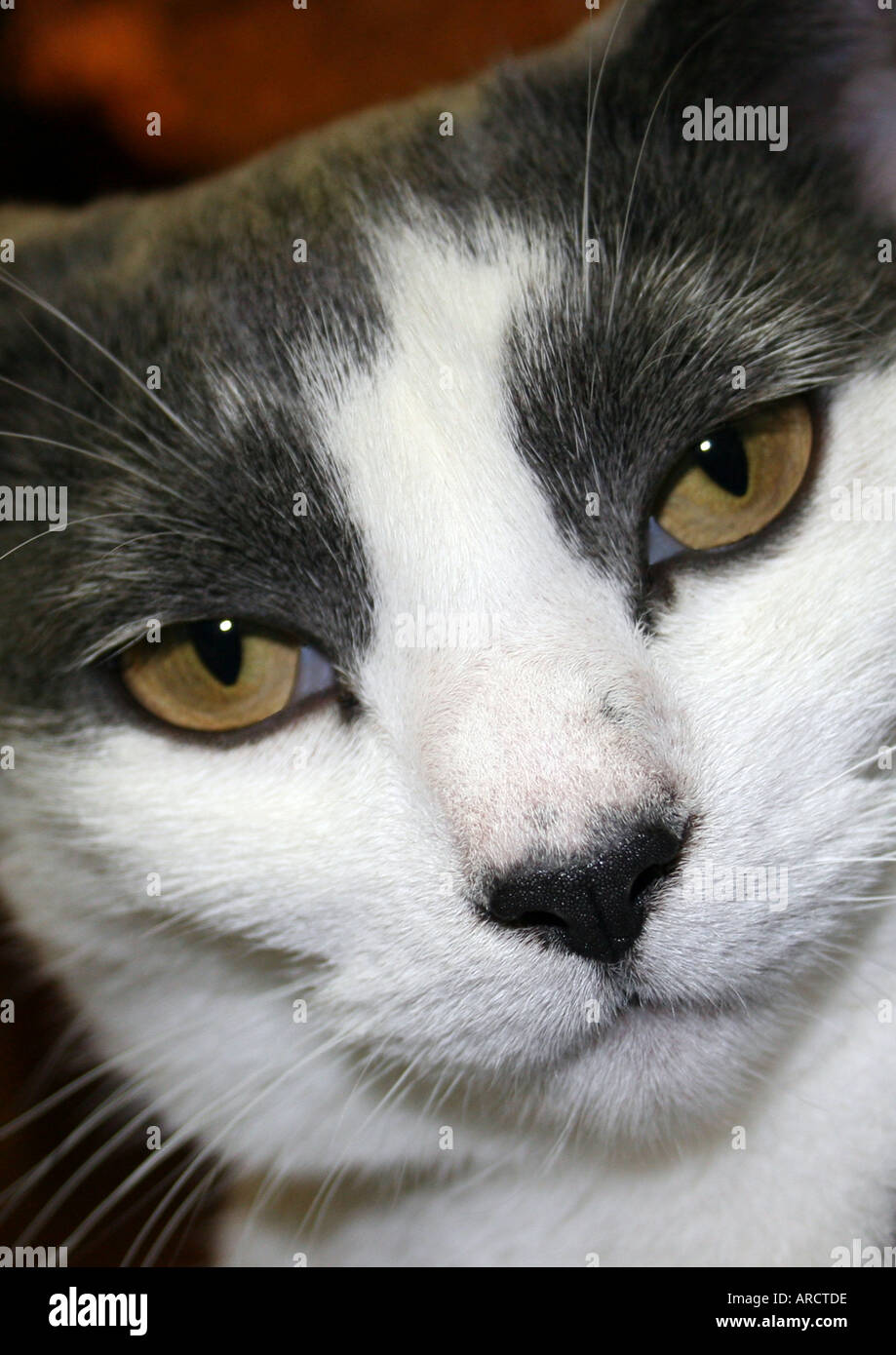 Domestic cat hard stare Stock Photo - Alamy