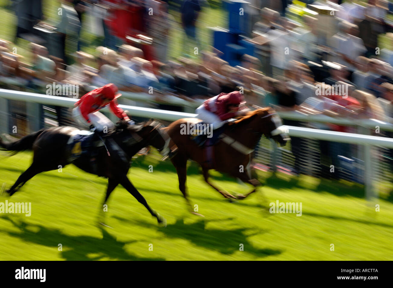 Two 2 horses hi-res stock photography and images - Alamy