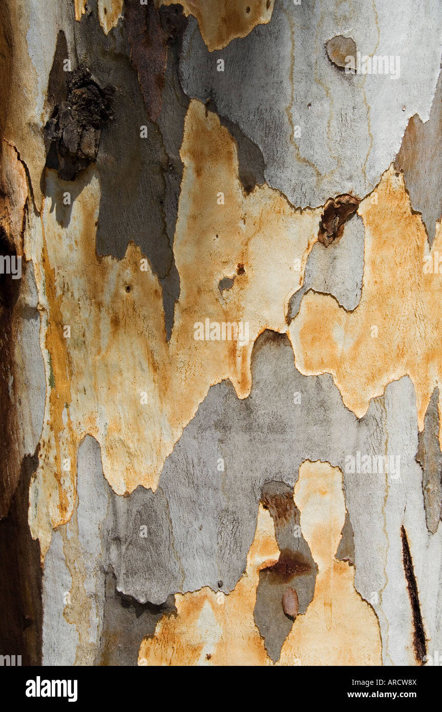 Eucalyptus tree bark, Greece, Europe Stock Photo - Alamy