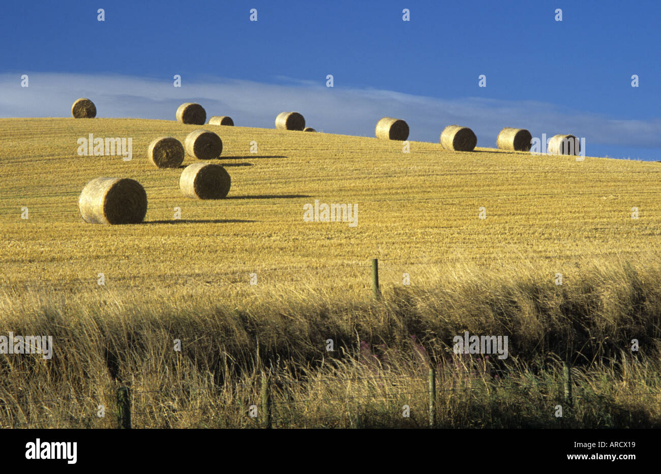 Large round bales Stock Photo - Alamy