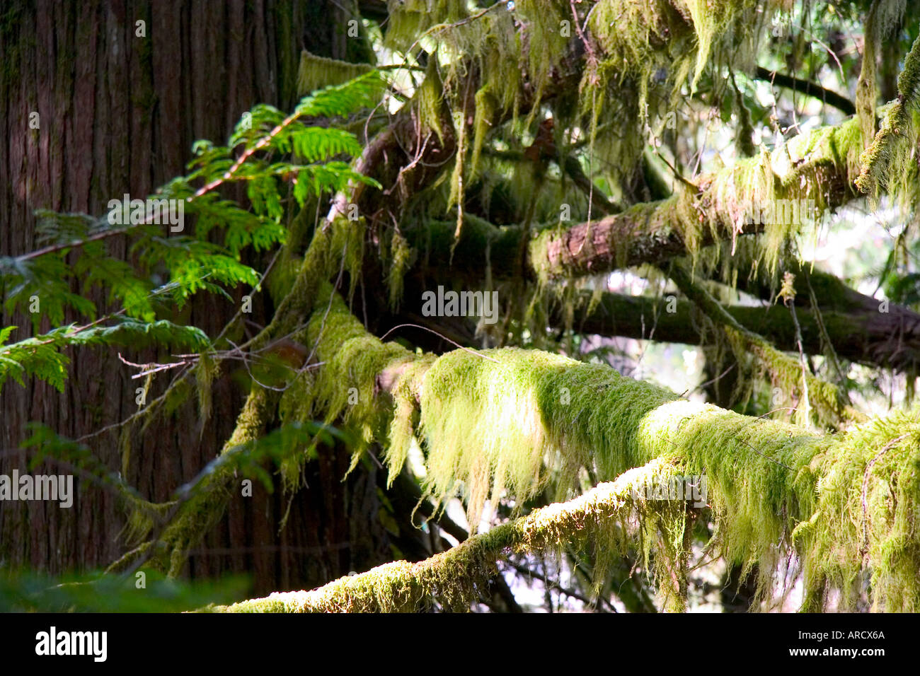 Tree Branch Moss Stock Photo - Alamy
