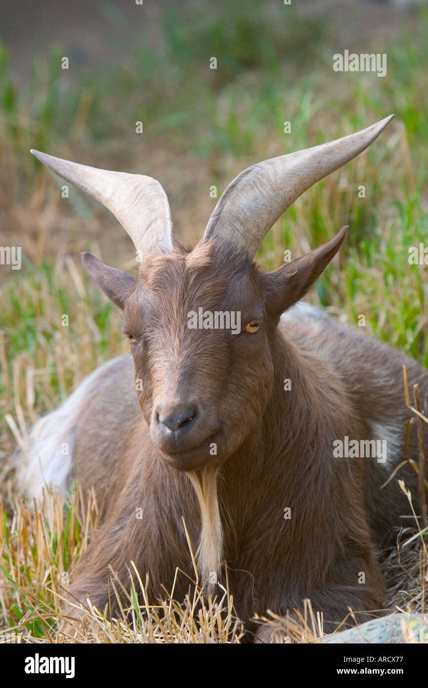 Wise Old Goat - Coombs Stock Photo - Alamy