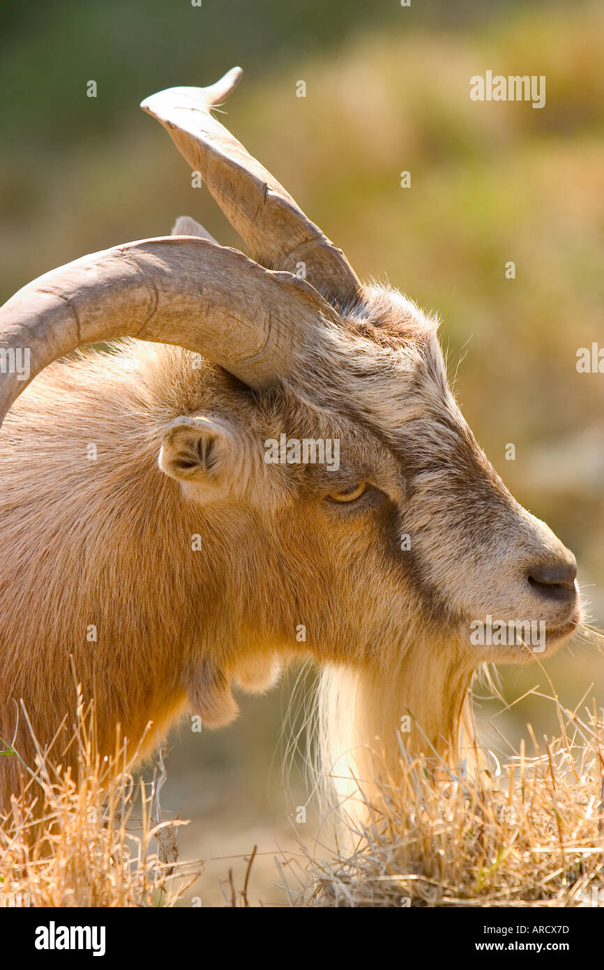 The Grandfather Goat - Coombs Stock Photo - Alamy