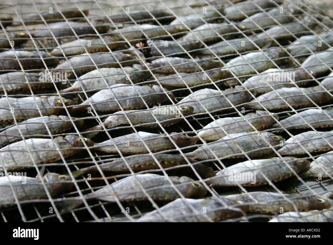 Sun Drying Fish - Hong Kong Stock Photo - Alamy