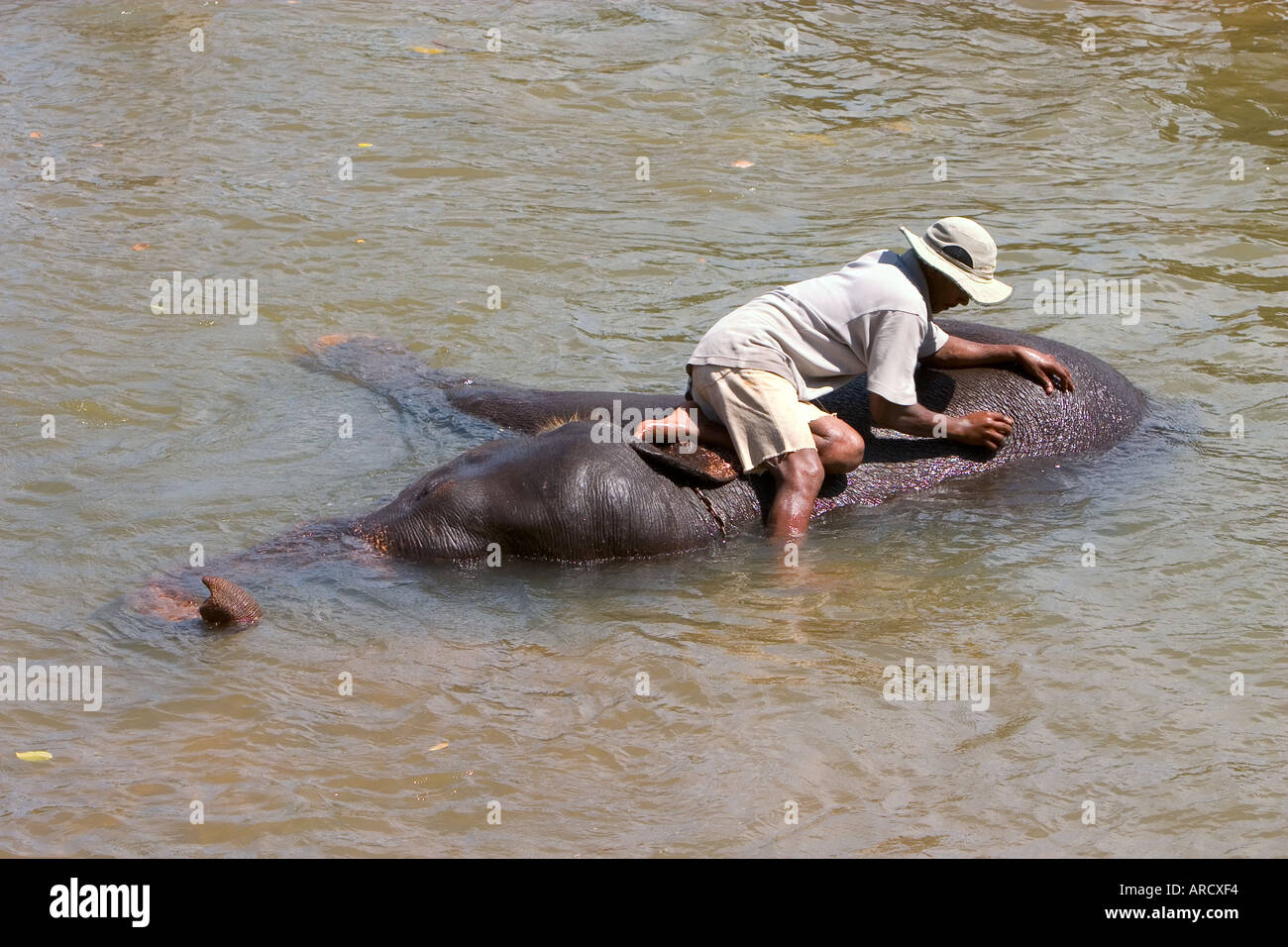 Mahoot Washing Elephant in River - Asian Elephants Kandi Sri Lanka ...