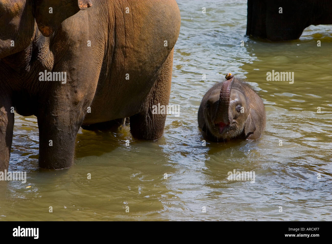 Smiling Baby Elephant Monday Smile: Pink Elephant Joins Buddies For A