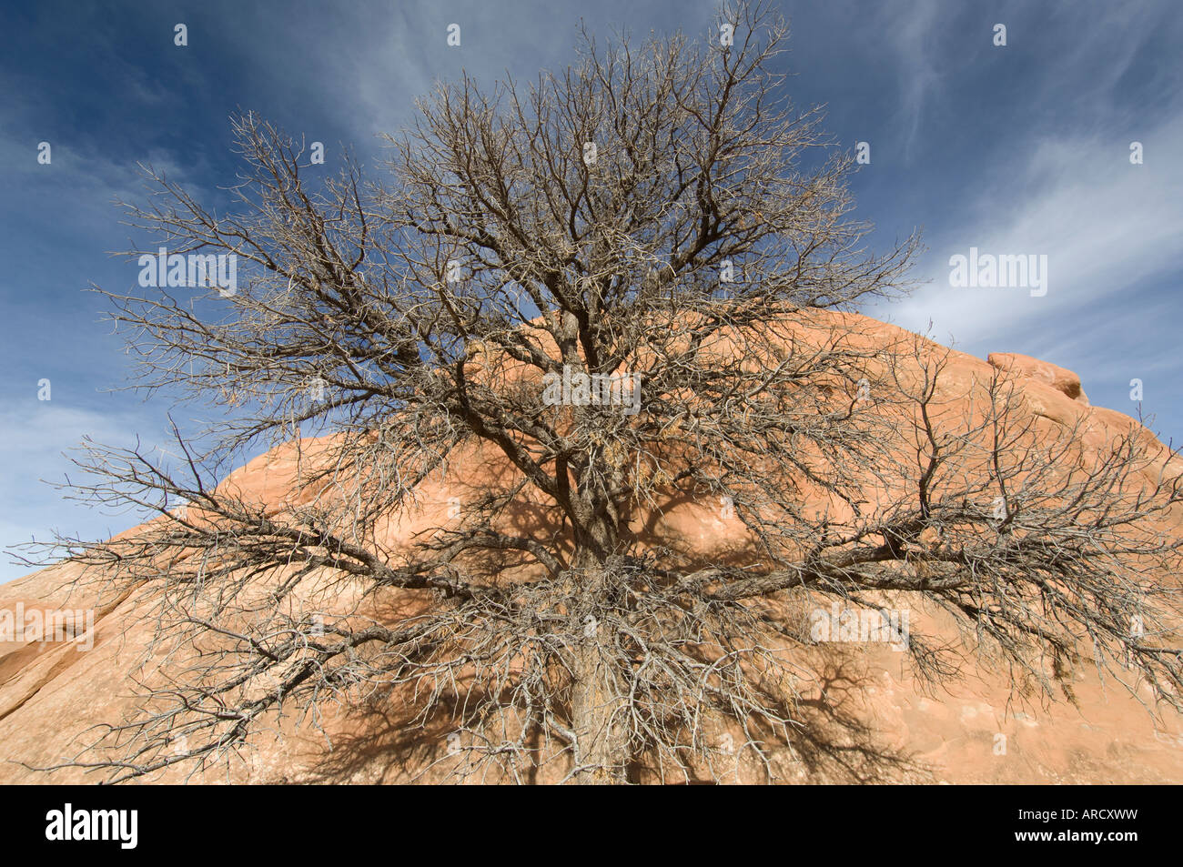Silhouetted Tree within sandstone rock cliffs in Arches Natural park ...