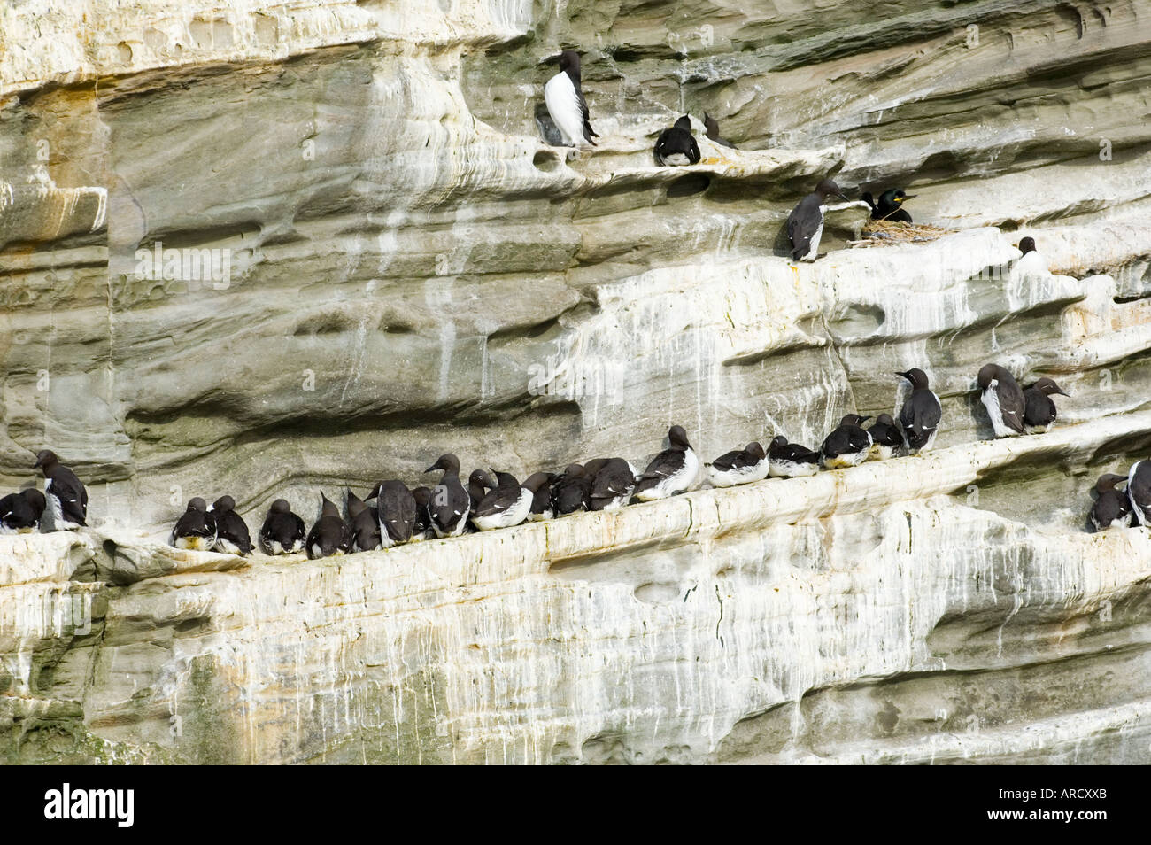Guillemots crowded on to cliff ledge Noss Shetland summer Stock Photo ...