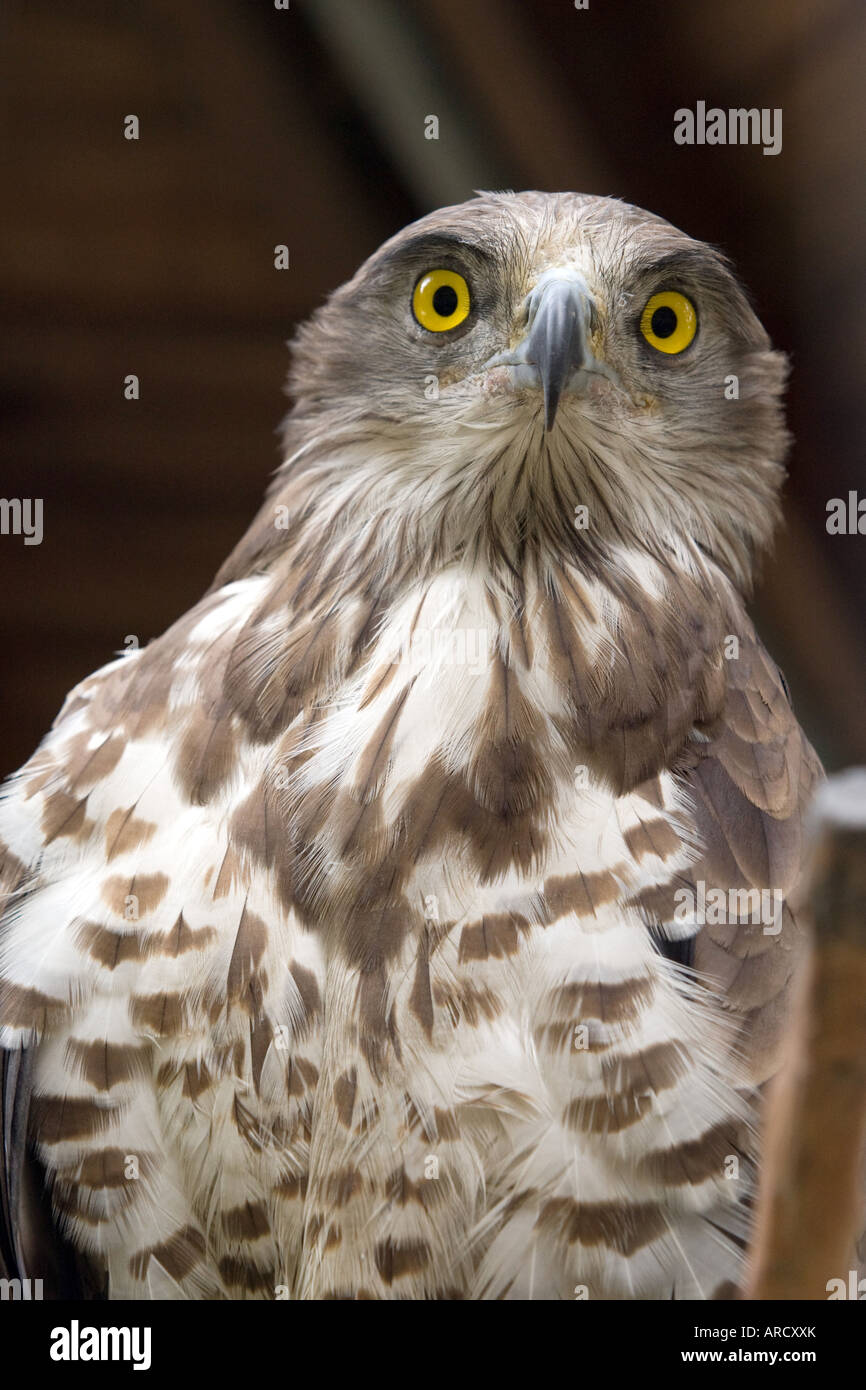 hawk in greece Stock Photo - Alamy