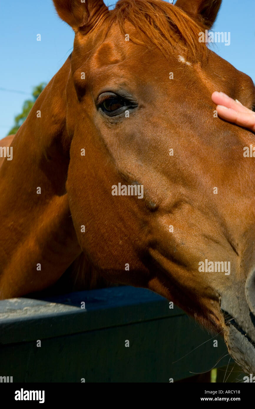 Horse Face Closeup - Portrait Stock Photo - Alamy