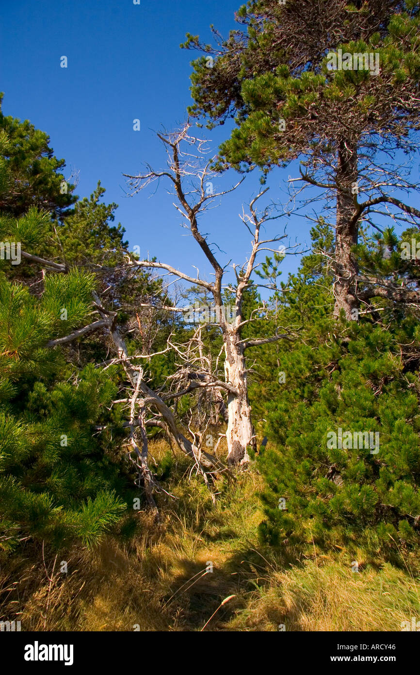 Dead fir trees in a forest hi-res stock photography and images - Alamy