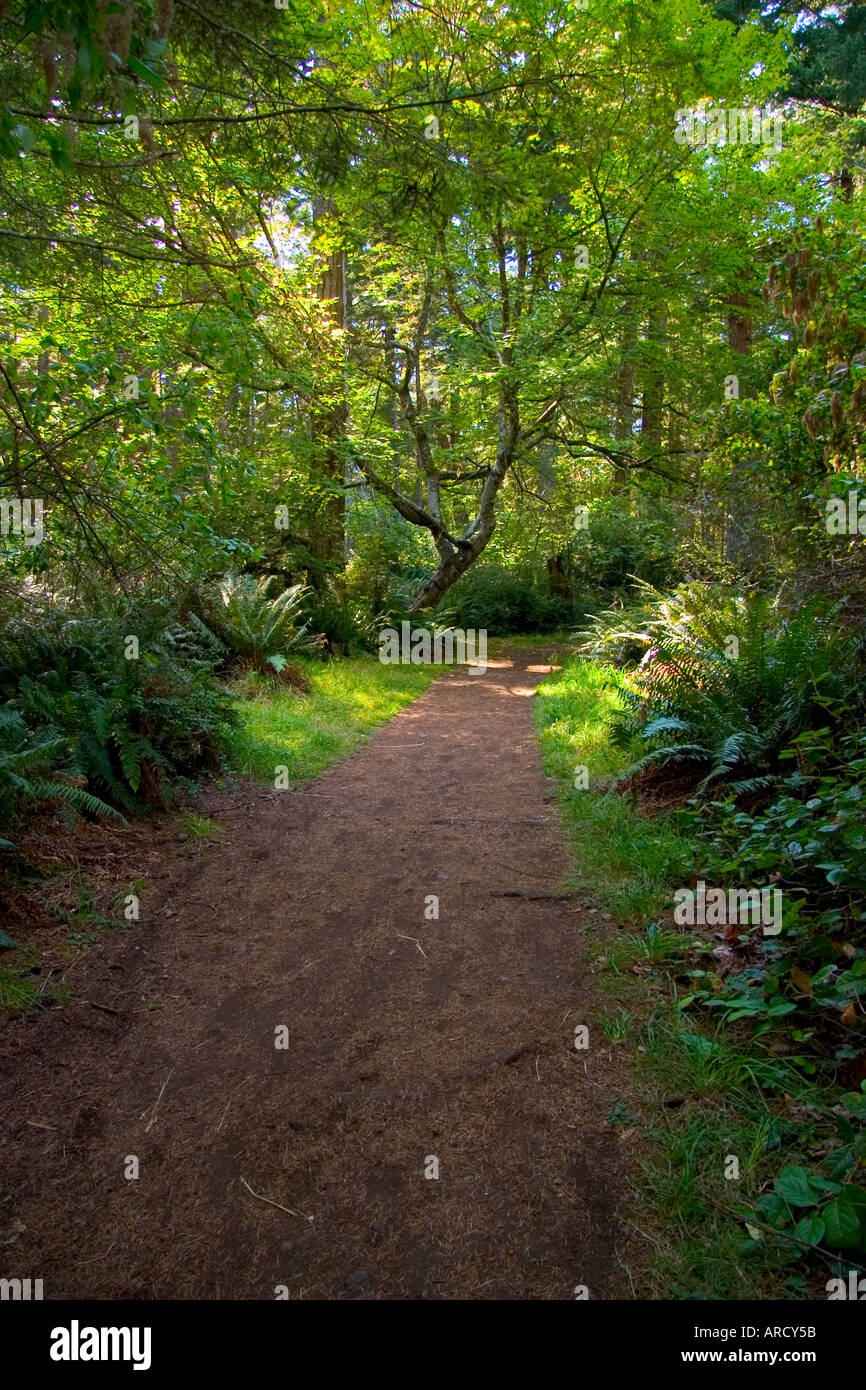 Beautiful Forest Pathway Stock Photo - Alamy