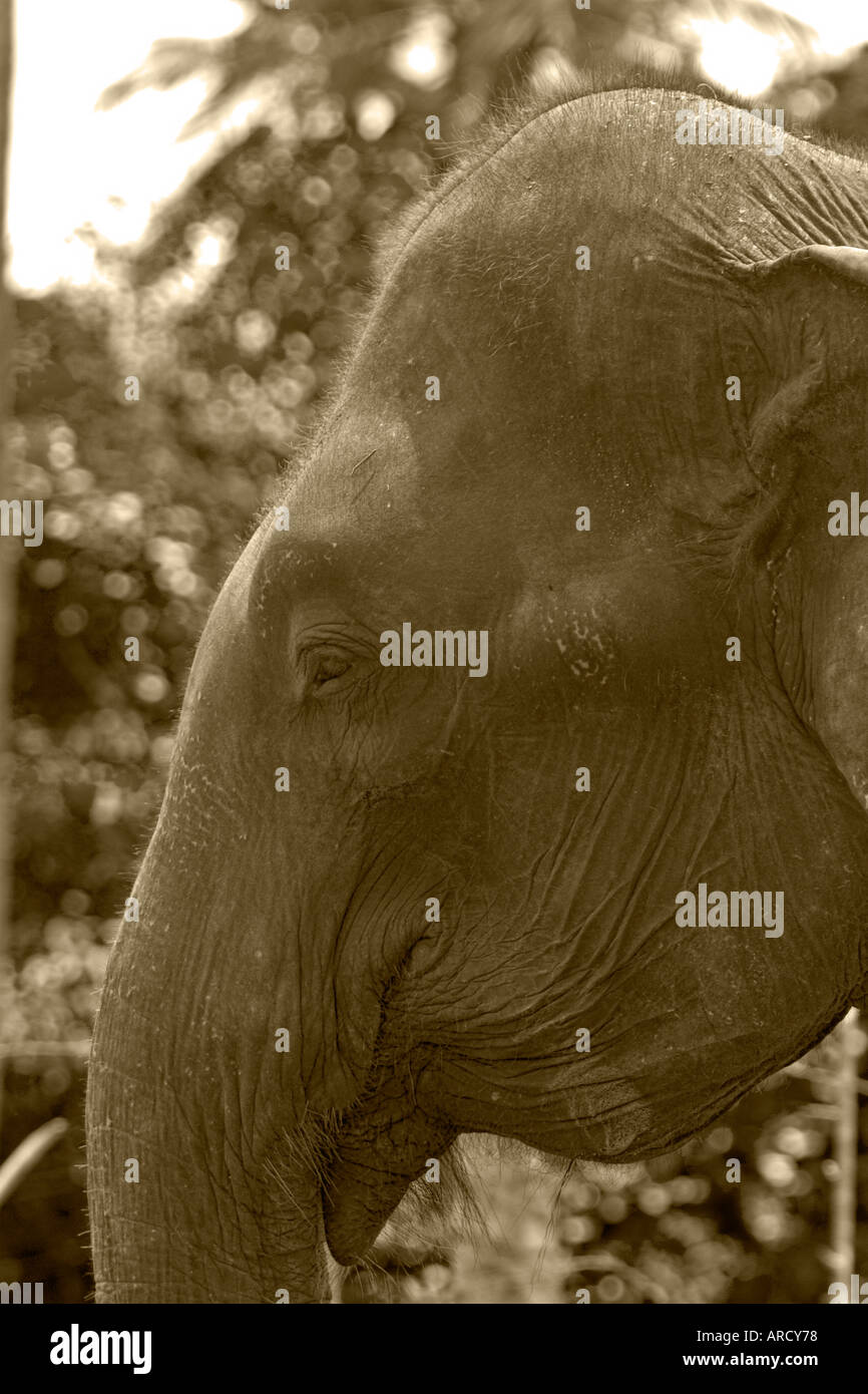 Sepia Tone - Wise Elephant - Asian Elephants Kandi Sri Lanka Stock ...