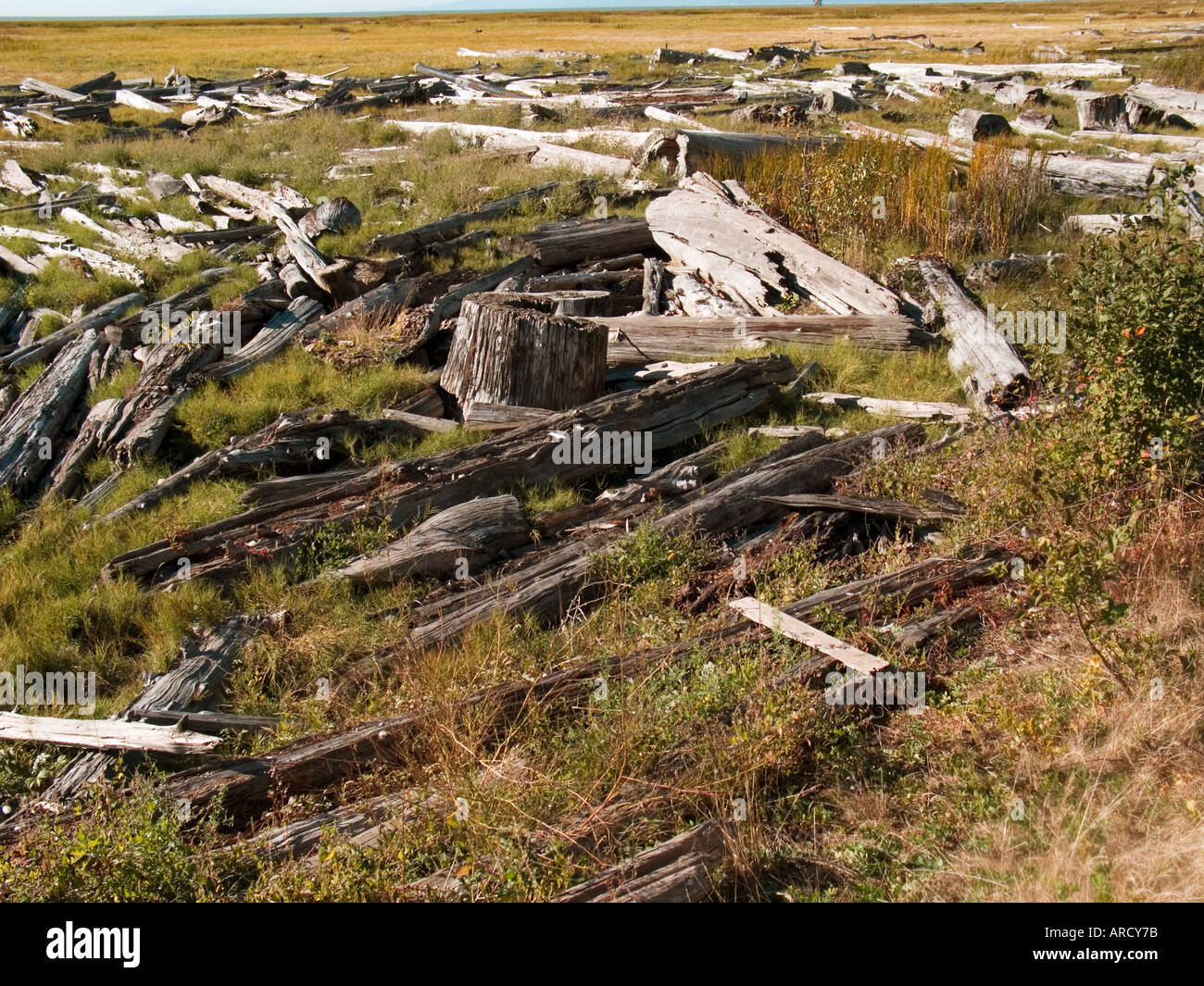 Flat dry marsh land hi-res stock photography and images - Alamy