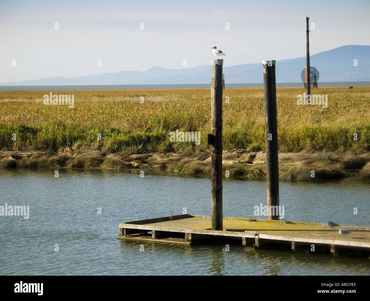 Yellow marsh dock hi-res stock photography and images - Alamy