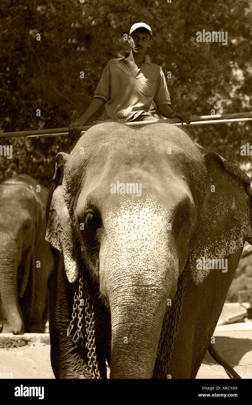 Mahoot Riding Elephant - Kandi Sri Lanka - Sepia Tone Stock Photo - Alamy