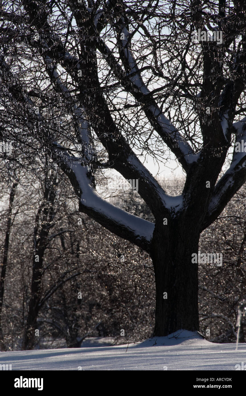 Large maple tree with snow stuck on the branches in winter Stock Photo ...