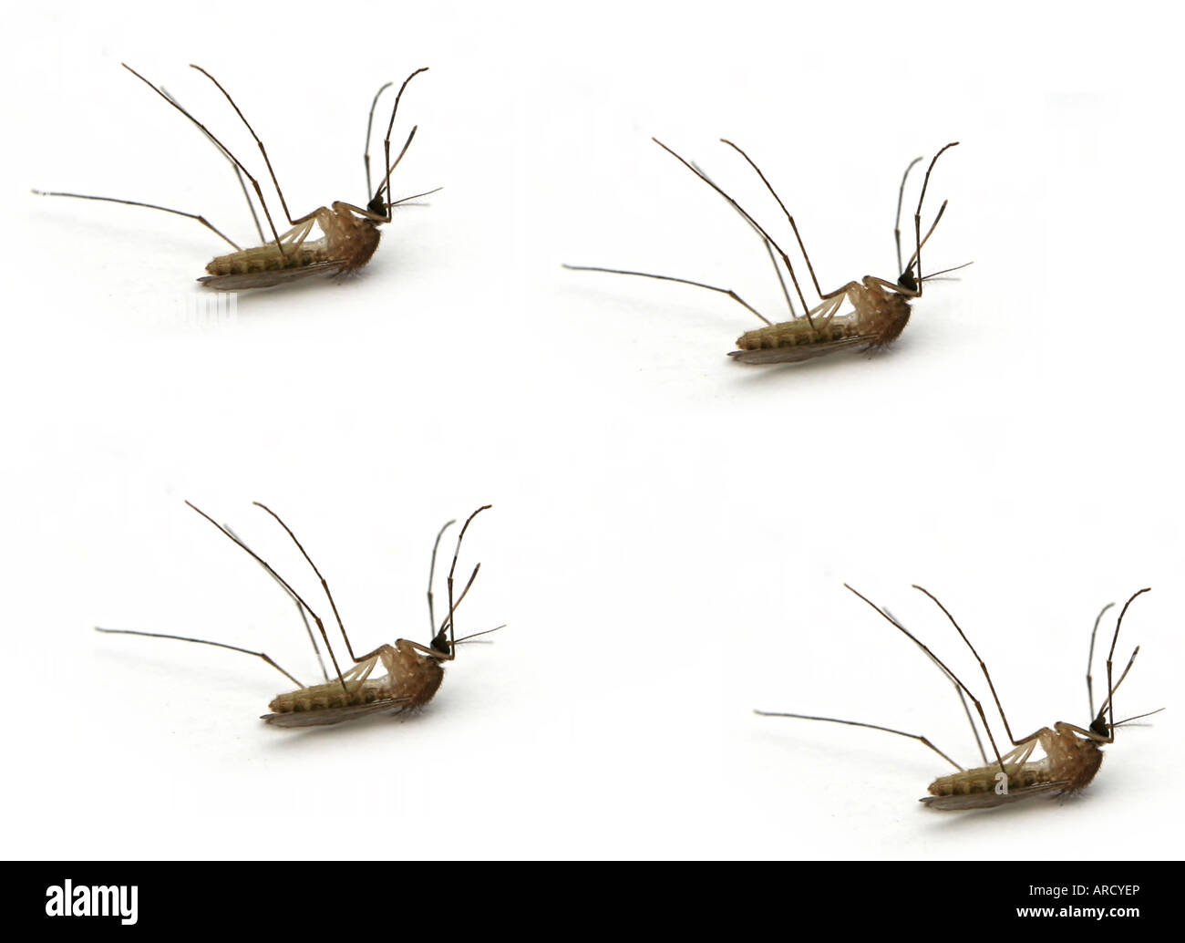 Four mosquitos isolated on white Stock Photo - Alamy