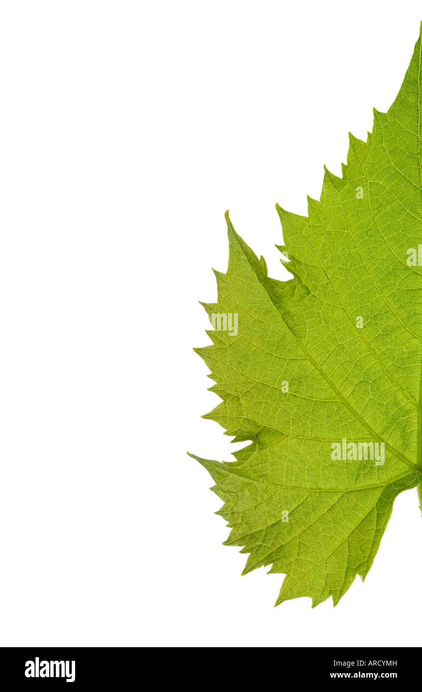 Green grape leaf isolated on white Stock Photo - Alamy