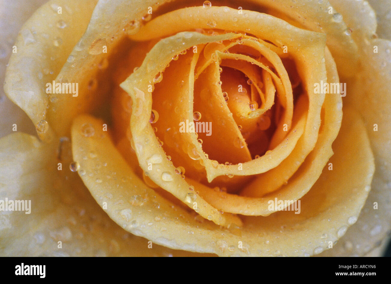 a peach coloured rose Stock Photo - Alamy