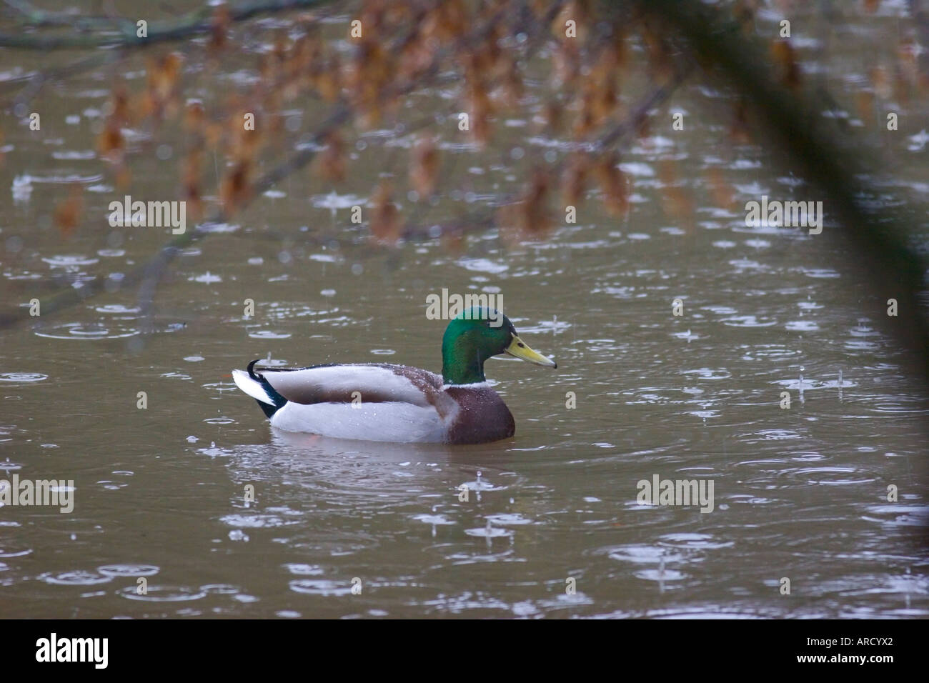 Duck Stock Spring Rain