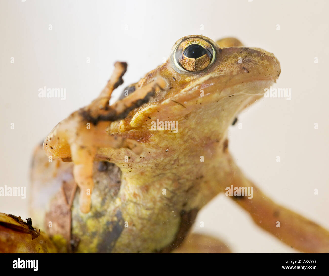 A frog looking through a window Stock Photo - Alamy