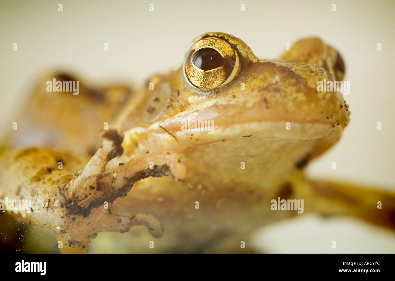 A frog looking through a window Stock Photo - Alamy