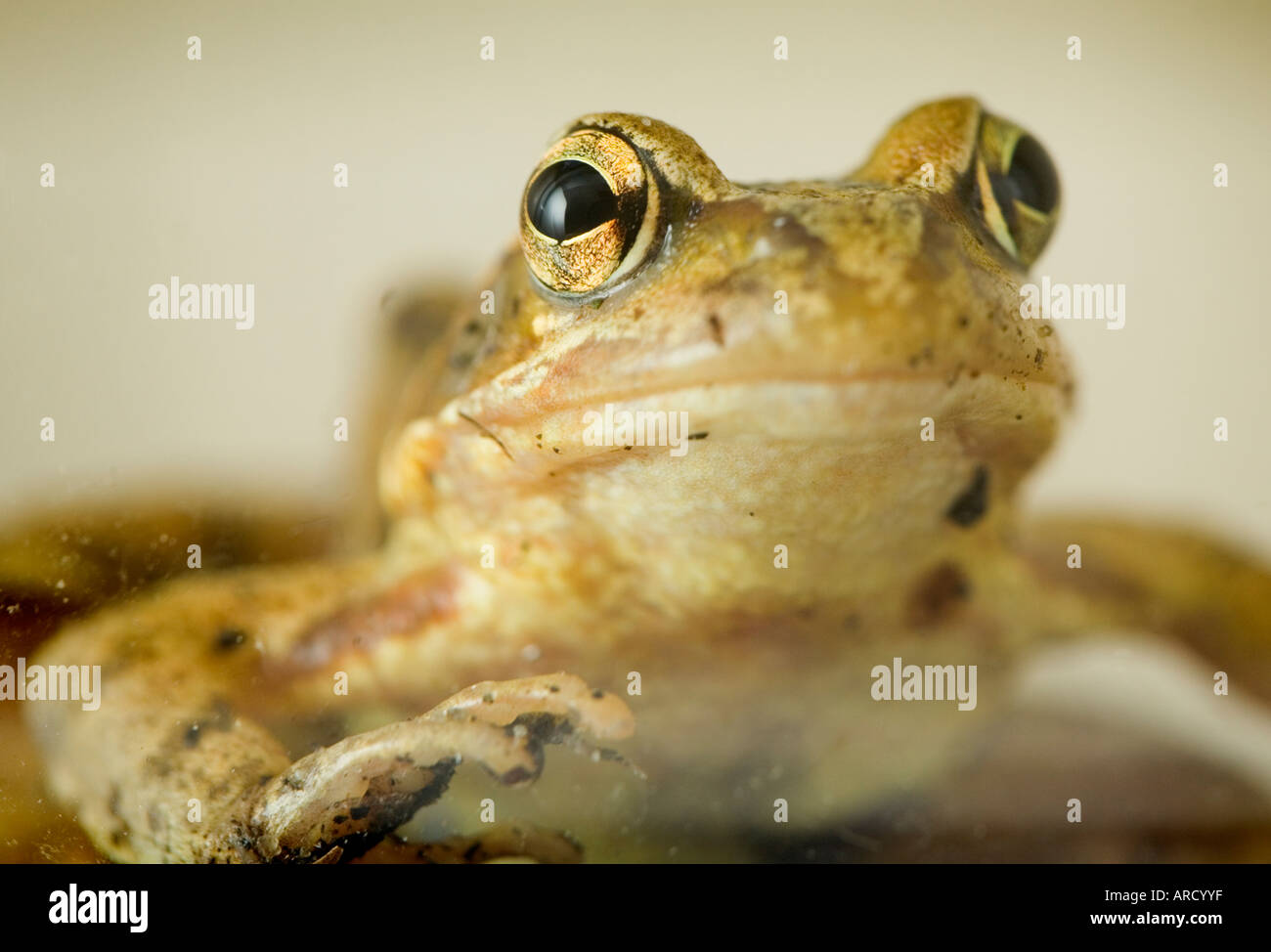 A frog looking through a window Stock Photo - Alamy