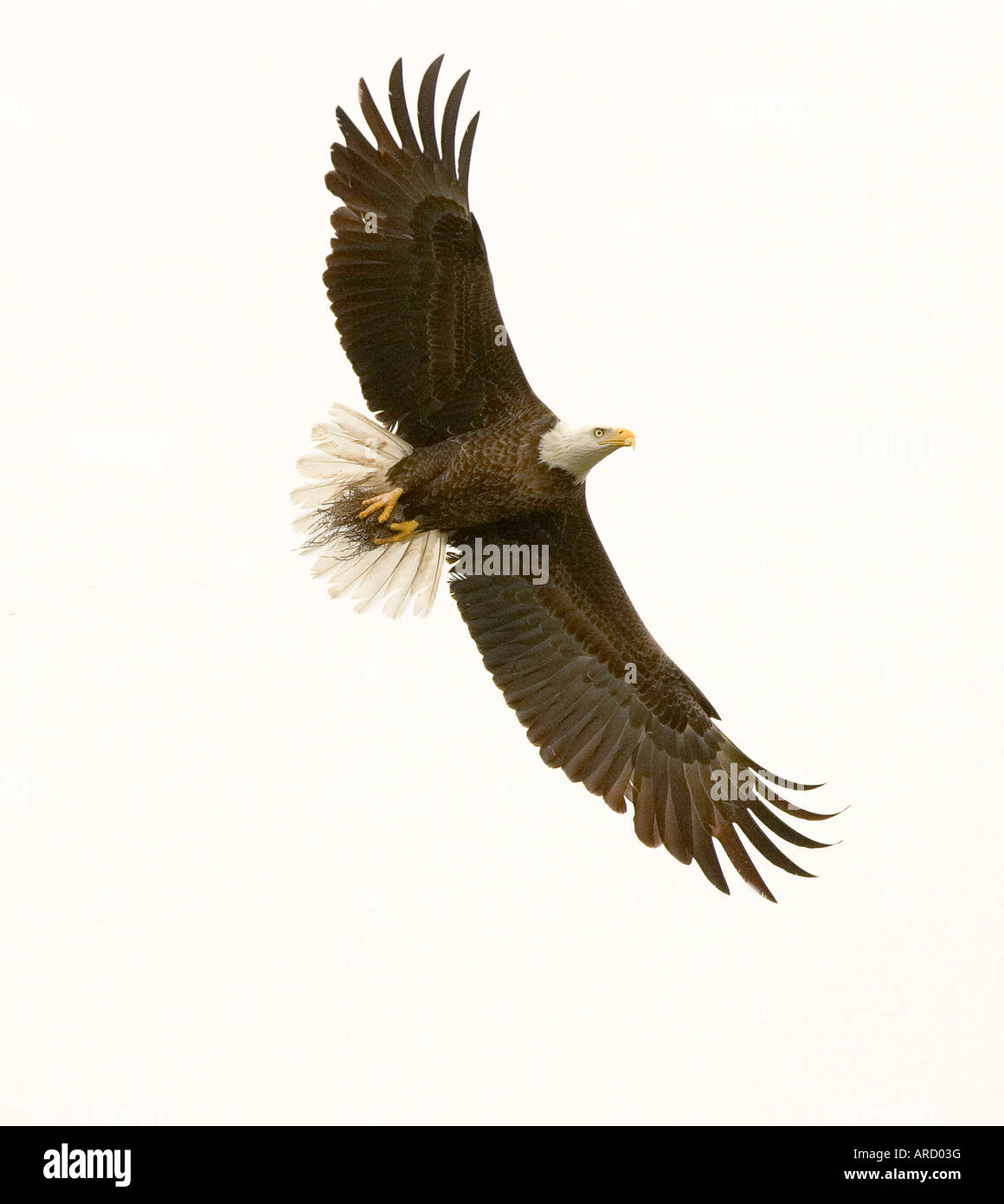 Bald Eagle in flight Stock Photo - Alamy