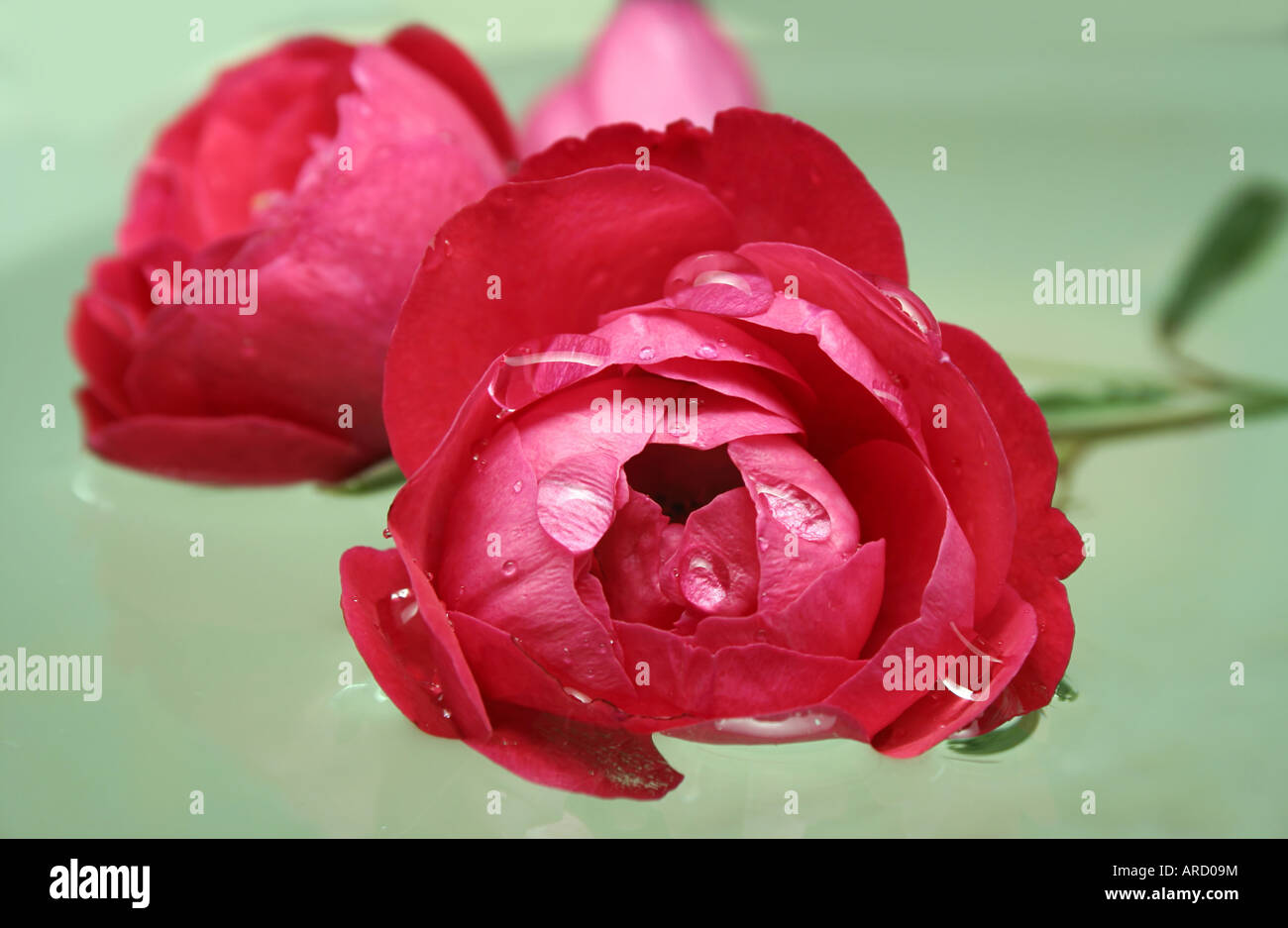 red rose in water Stock Photo - Alamy