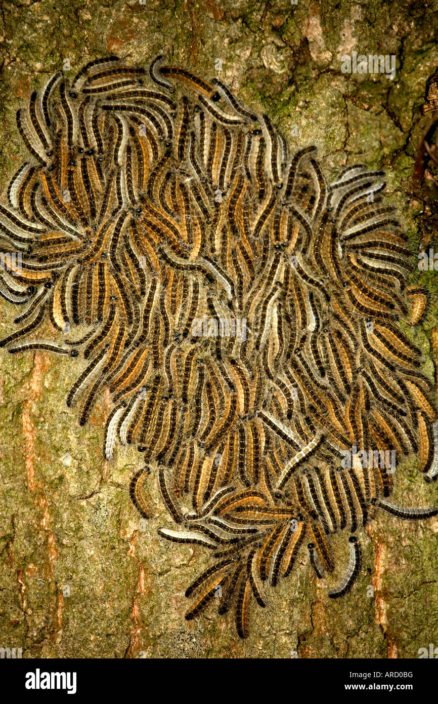 Caterpillars of Procession Moth Stock Photo - Alamy