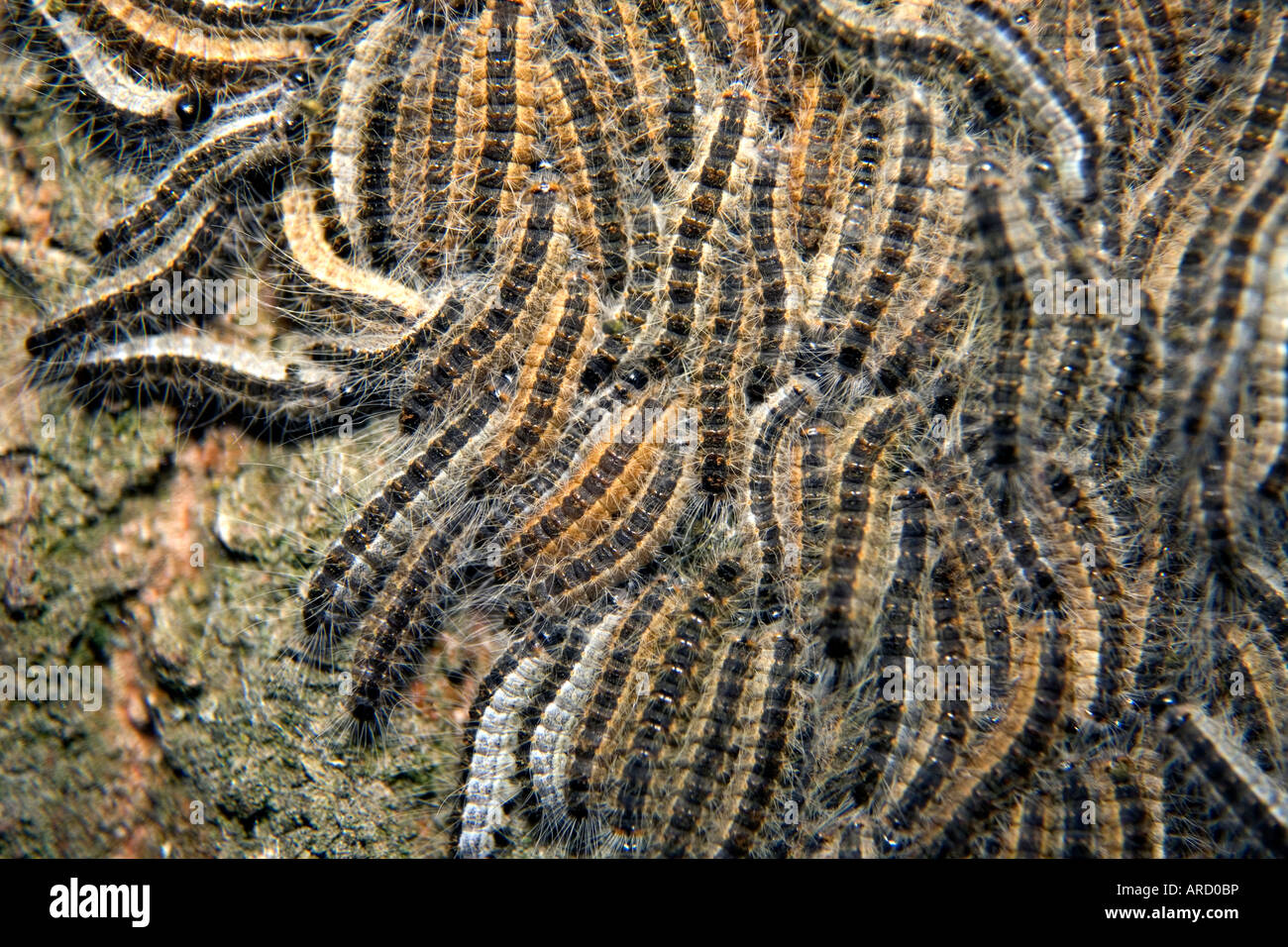 Oak procession caterpillars hi-res stock photography and images - Alamy