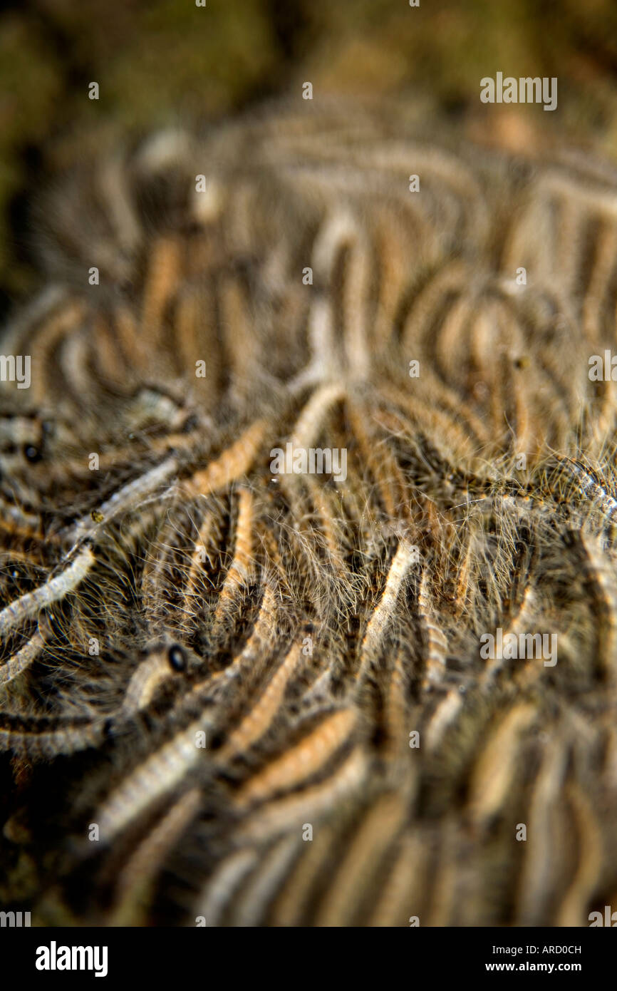 Caterpillars of Procession Moth Stock Photo - Alamy