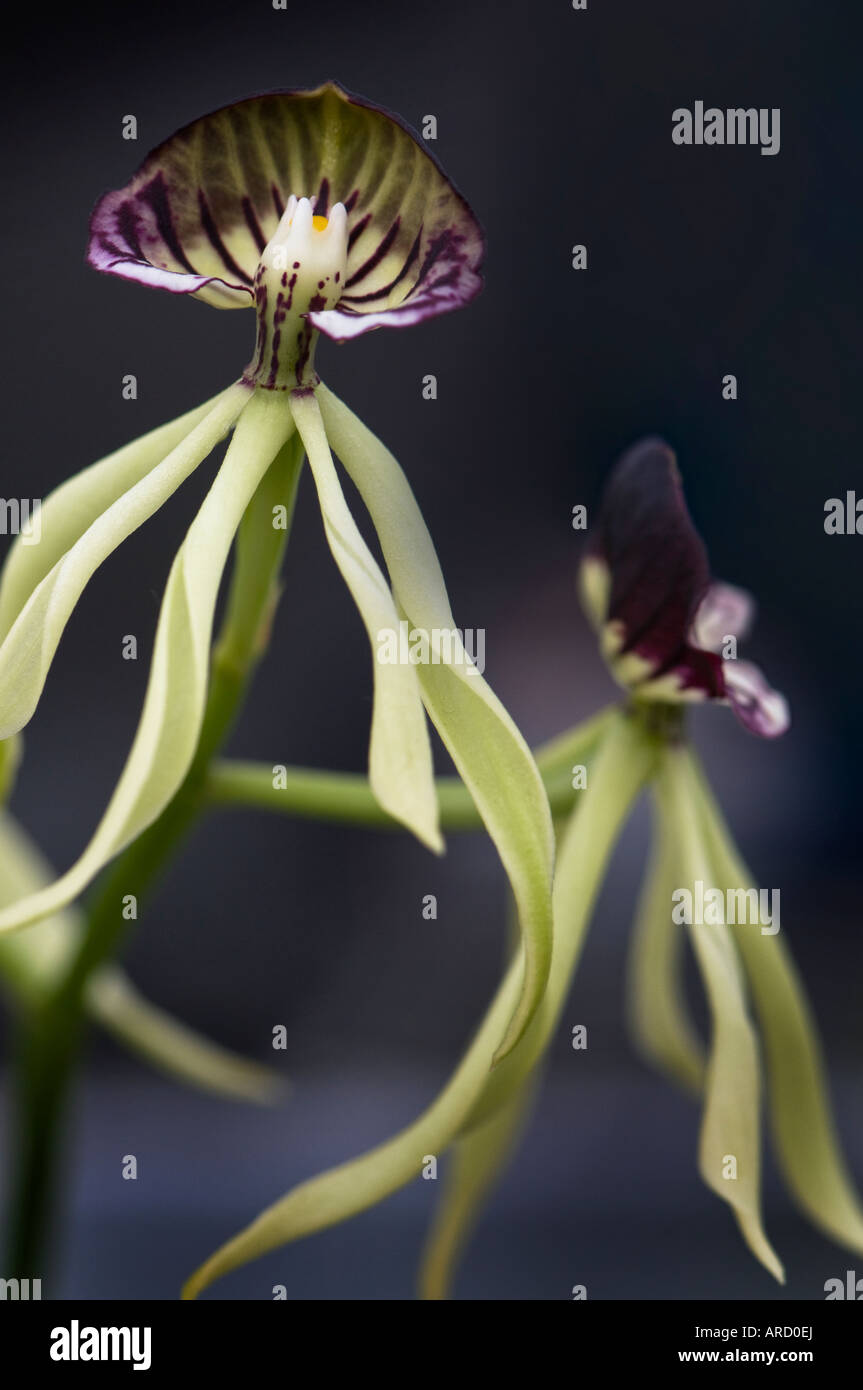 Orchid species hi-res stock photography and images - Alamy