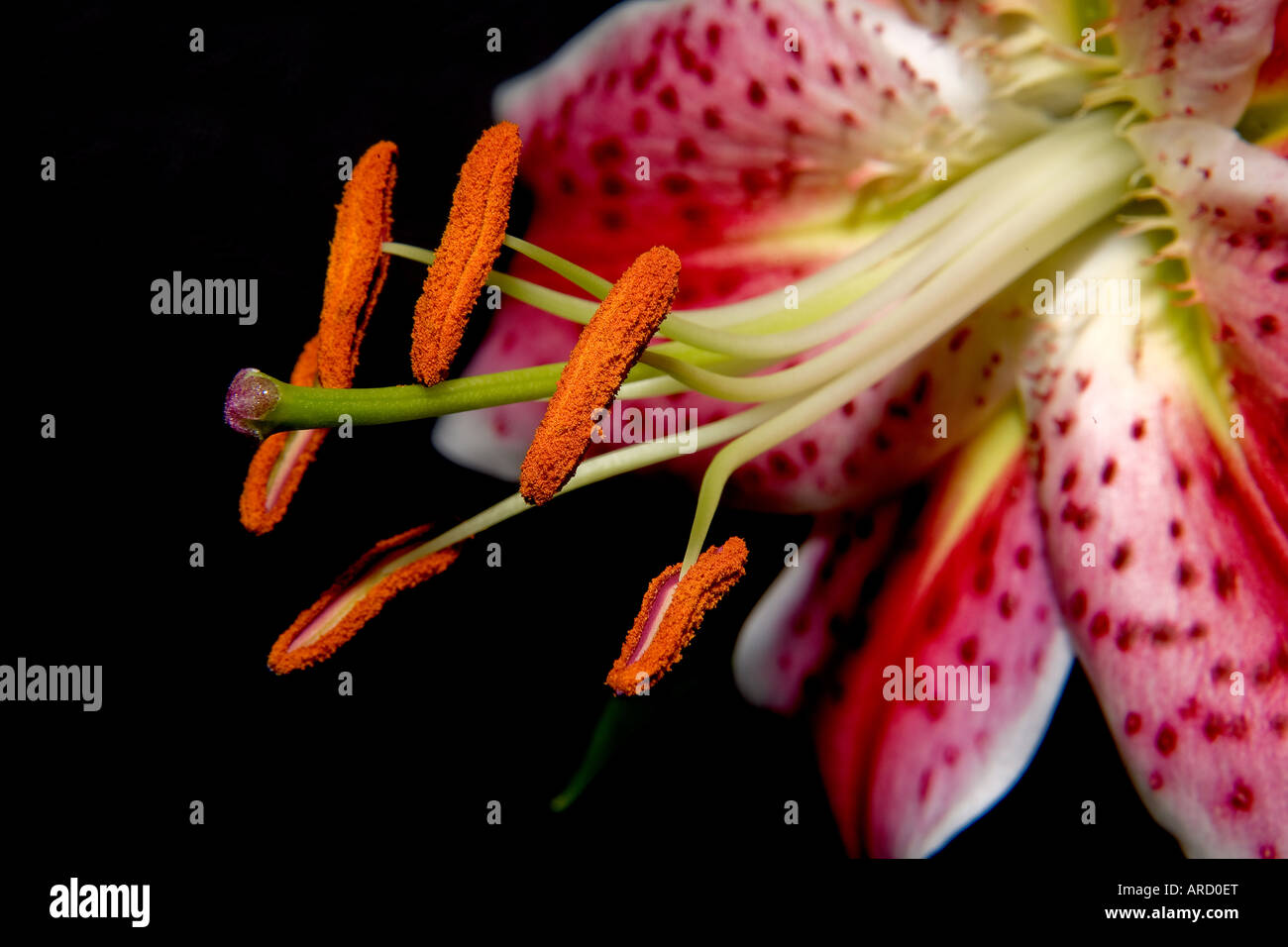 Close up of the flower of a Lilly Stock Photo - Alamy
