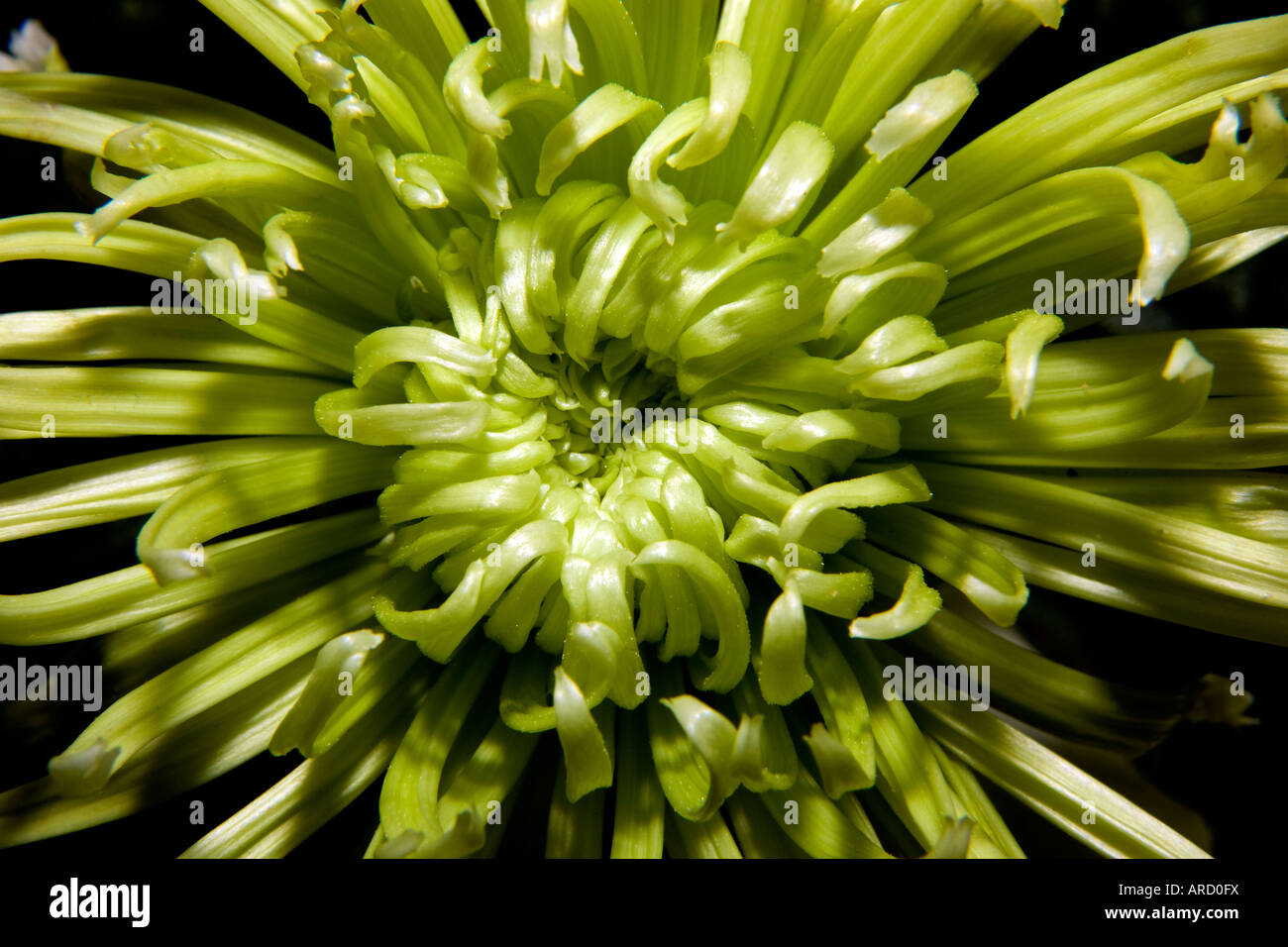 Chrysanthe hi-res stock photography and images - Alamy