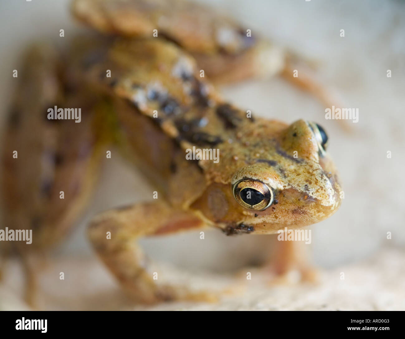 A frog looking through a window Stock Photo - Alamy