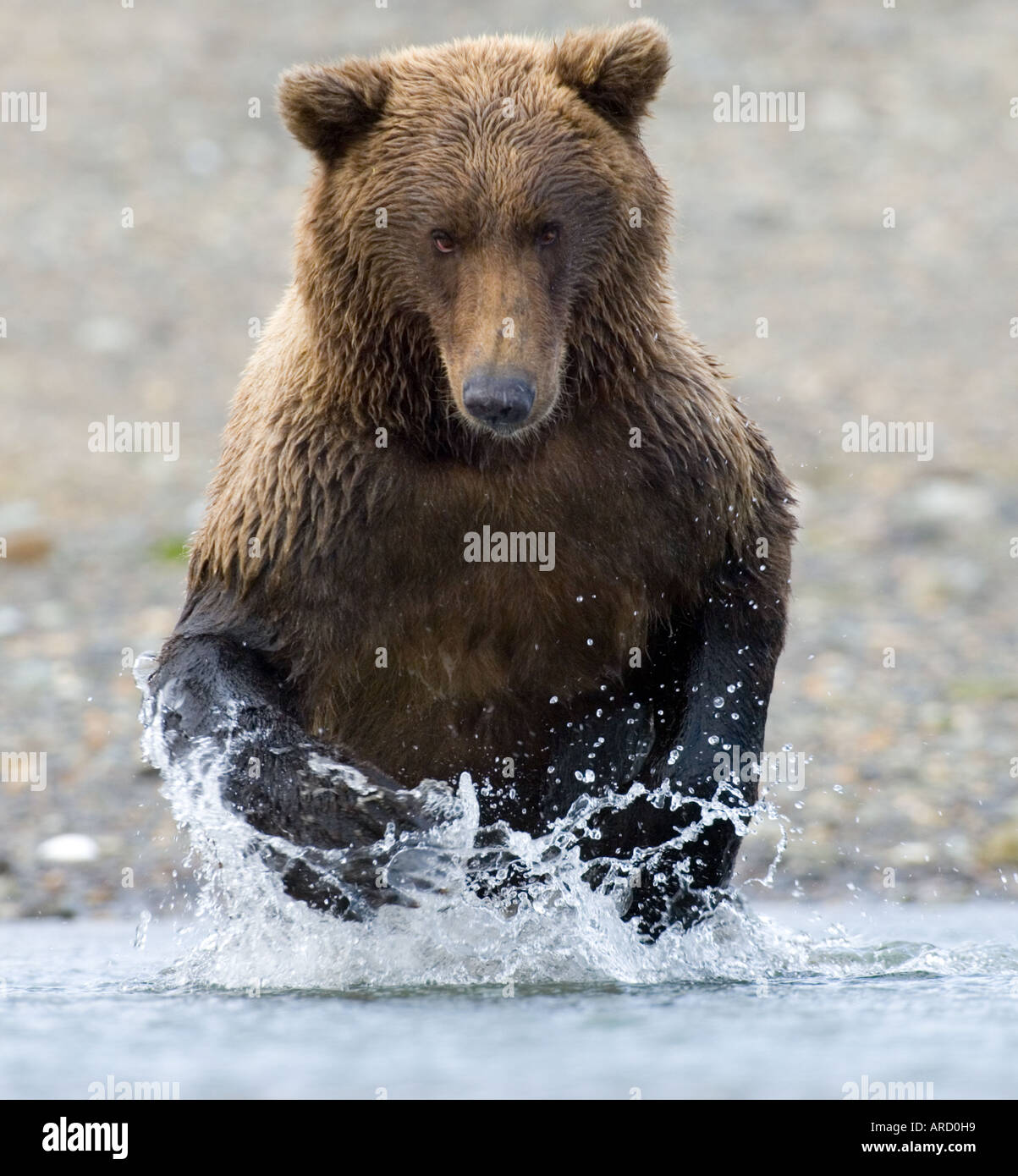 Brown Bear, Ursos arctos Hallo Bay, Katmai, Alaska, USA Stock Photo - Alamy