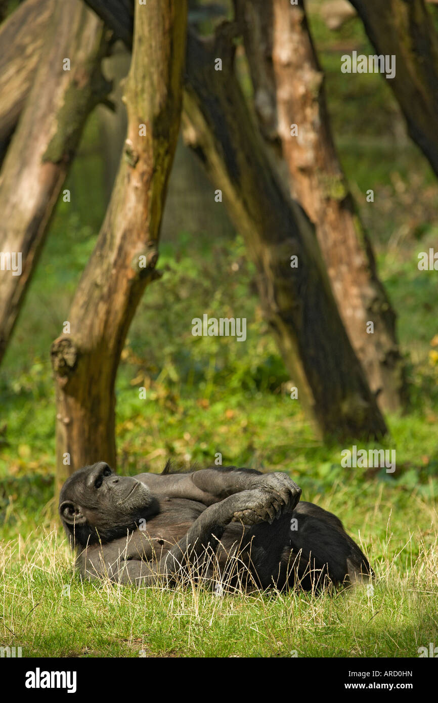 Chimpanzee mammal hi-res stock photography and images - Alamy
