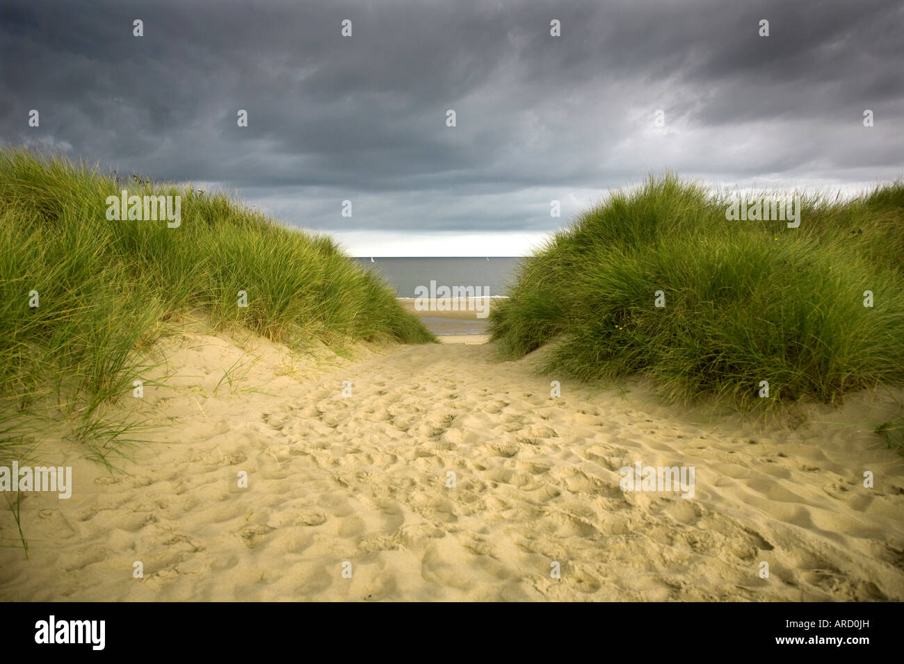 Path in the dunes Stock Photo - Alamy