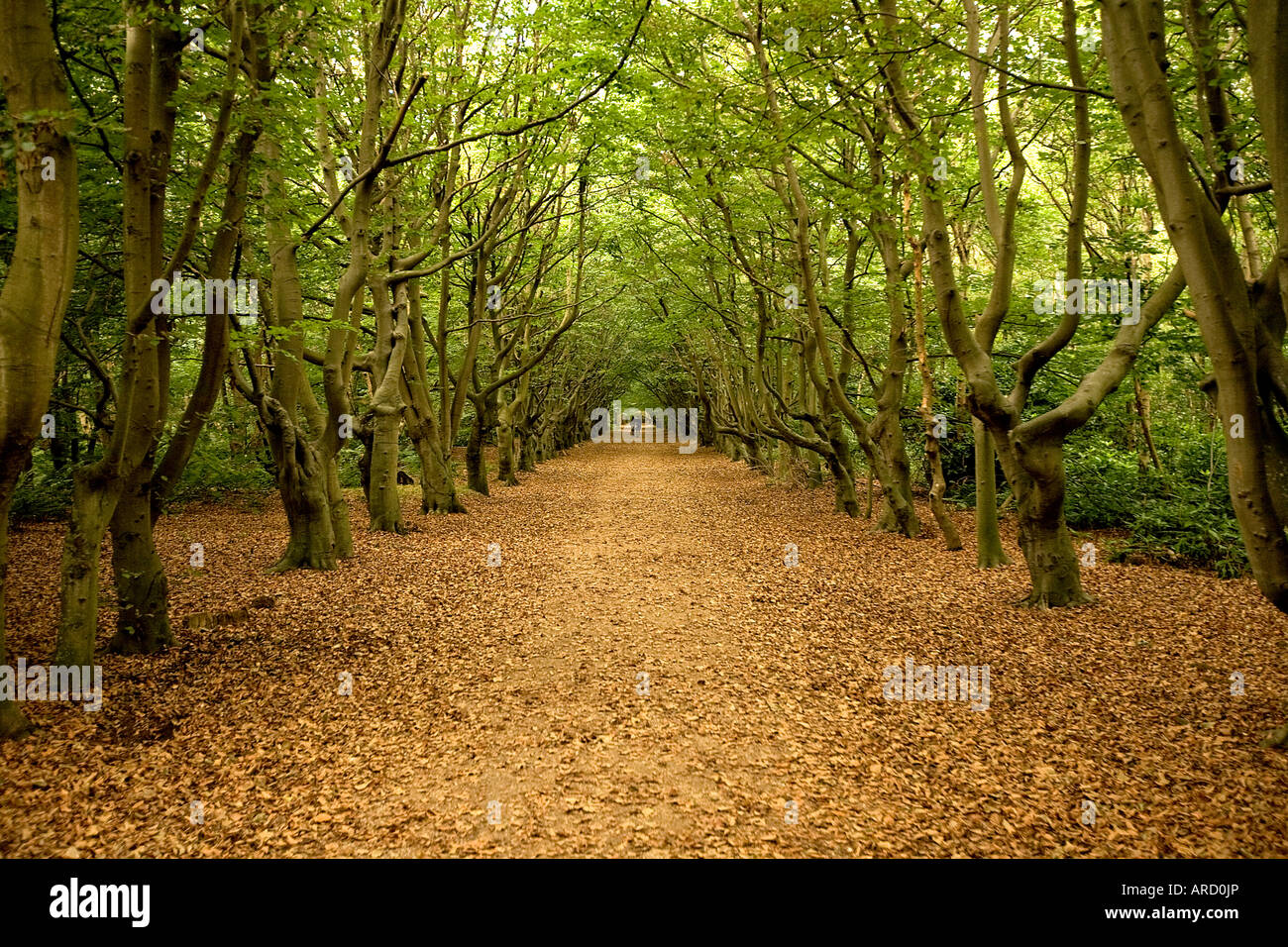 Lane nature hi-res stock photography and images - Alamy