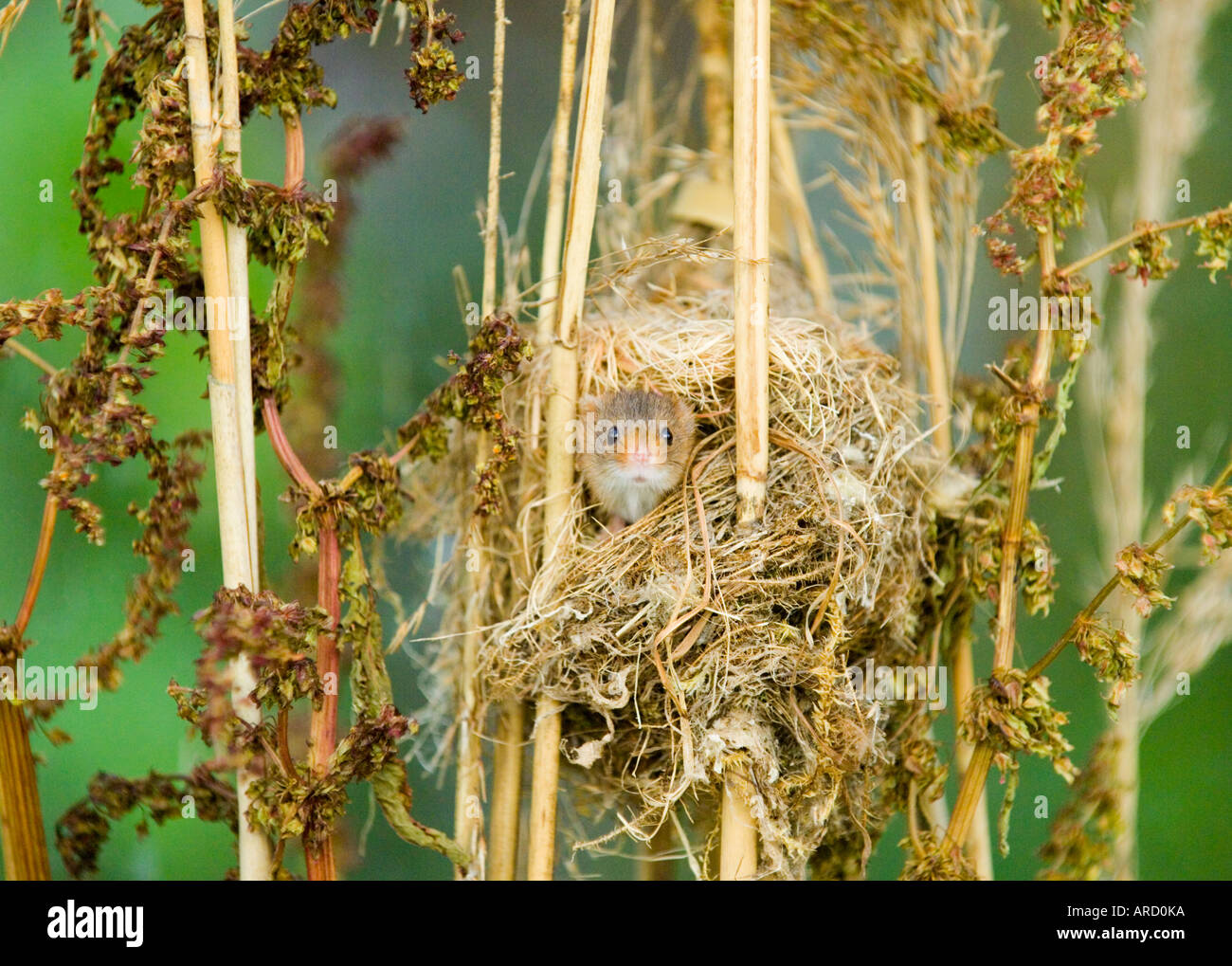Harvest mouse nest hi-res stock photography and images - Alamy