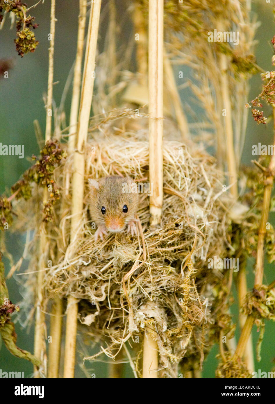 Harvest mouse nest hi-res stock photography and images - Alamy