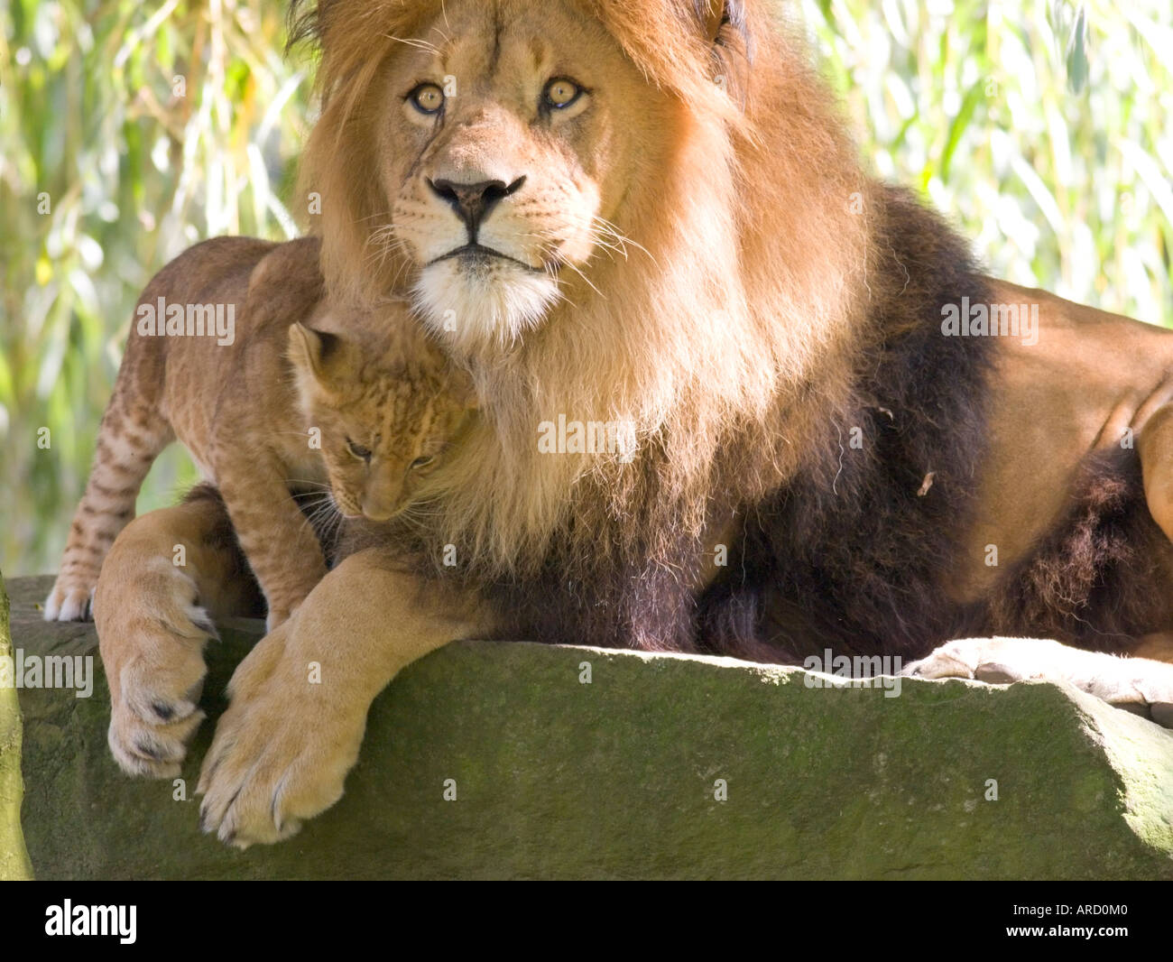Lion Cubs With Father And Mother