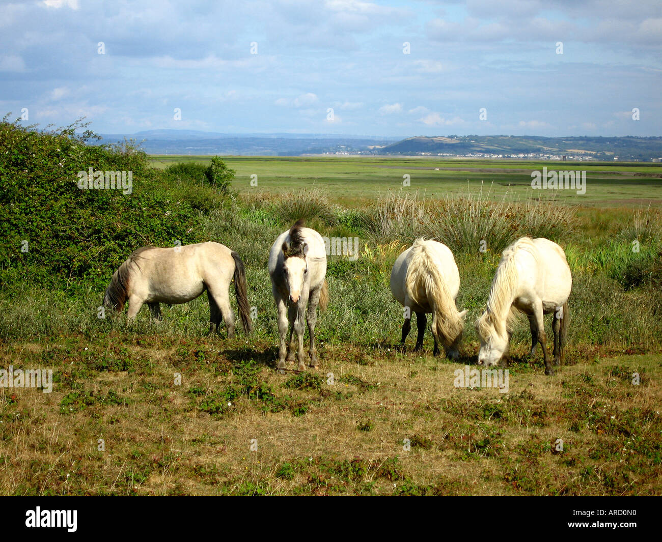 Wild Horses Landimore Marsh Whitford Burrows Gower South Wales Stock ...