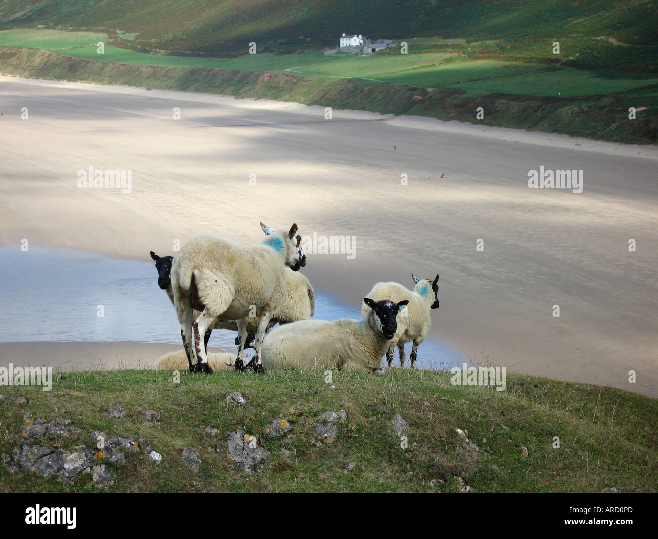 Sheep on Cliff Rhossili Beach Gower South Wales Stock Photo - Alamy