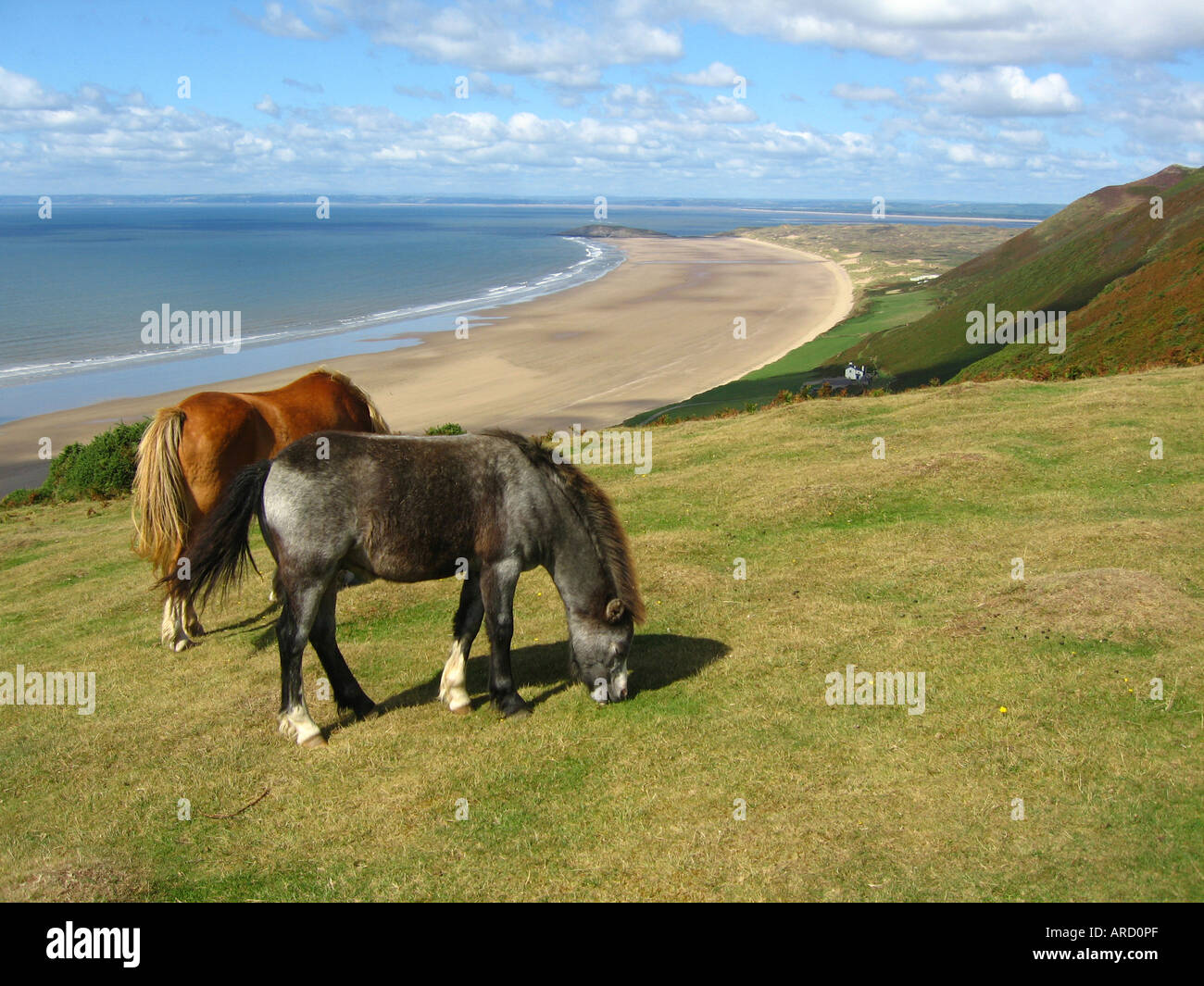 South downs ponies hi-res stock photography and images - Alamy