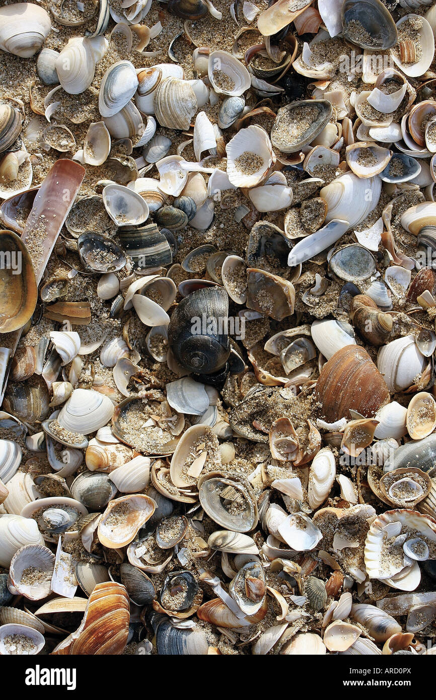 Shells on the beach Stock Photo - Alamy